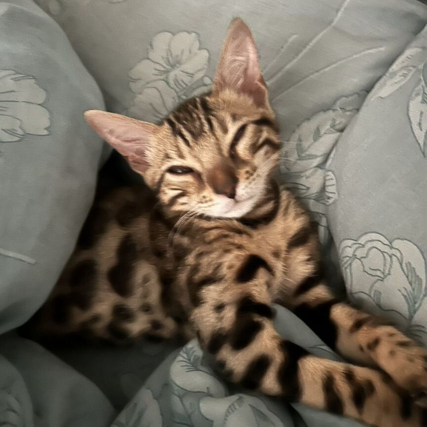 Кошка бенгал, 10 мес. Привита