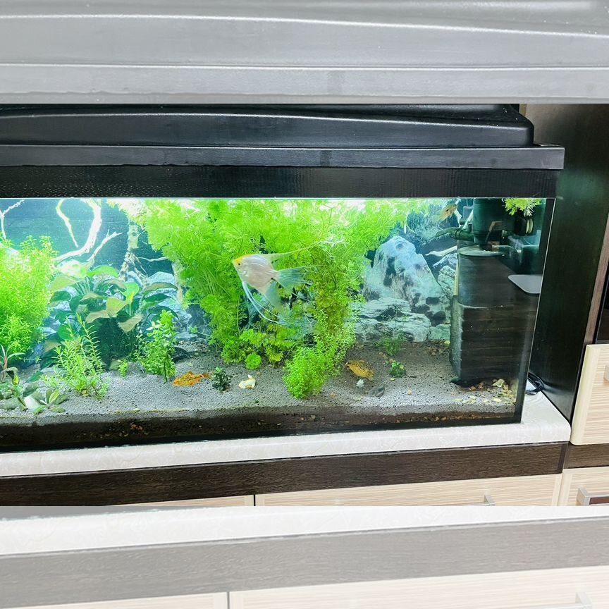 Аквариум растения