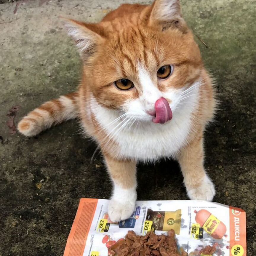 Котик