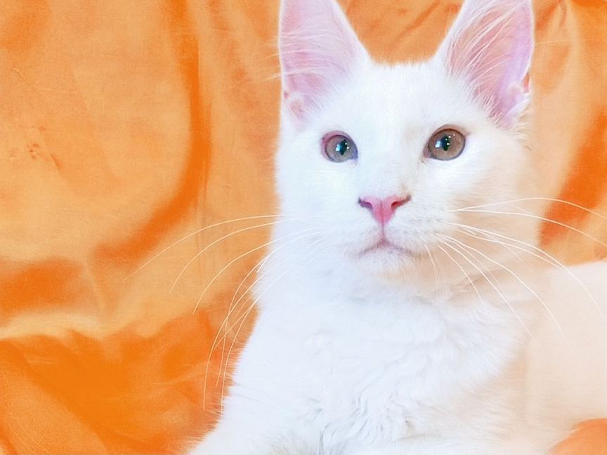 Котята Мейн-Кун Полидакт Питомник