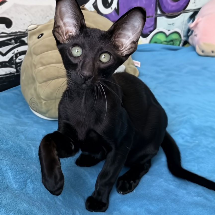 Ориентальный котёнок