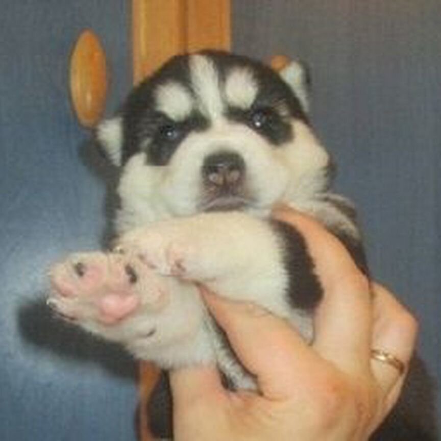 Малыши хаски