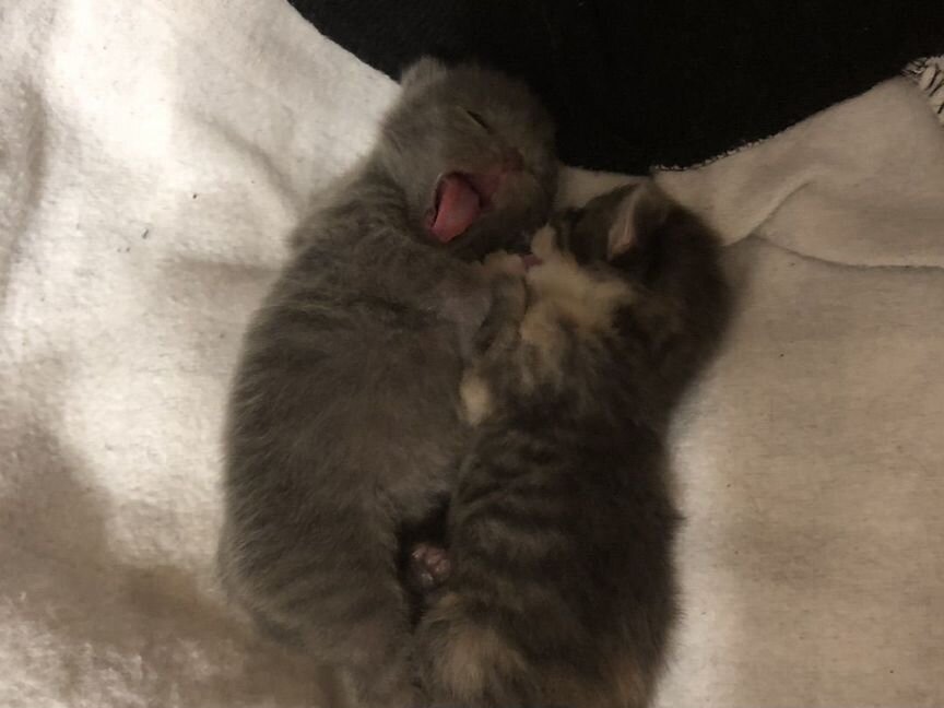 Котята мейн-кун