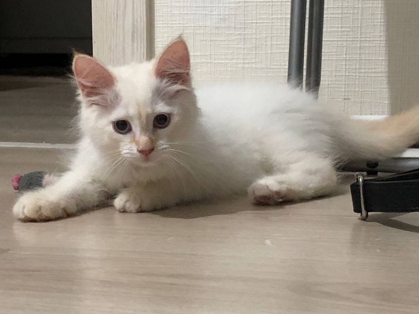 Кот беспородный