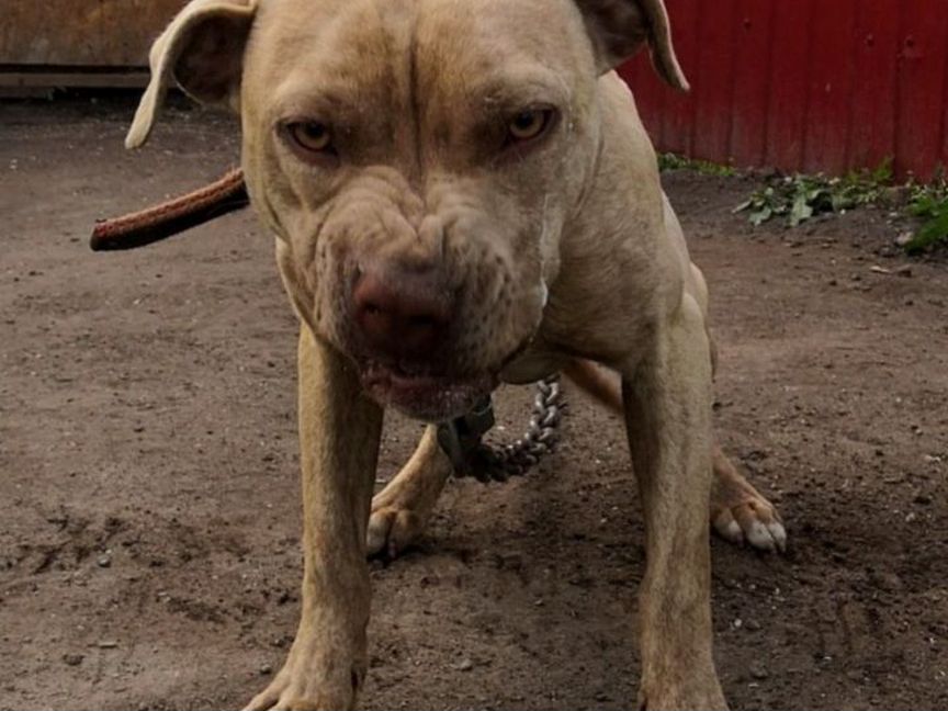 Щенки питбультерьера