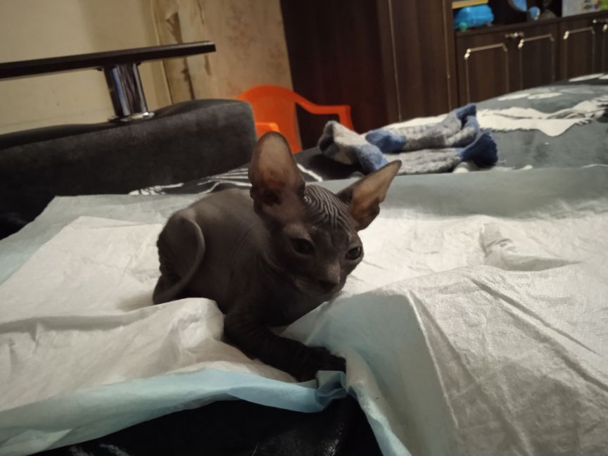 Канадский сфинкс котенок