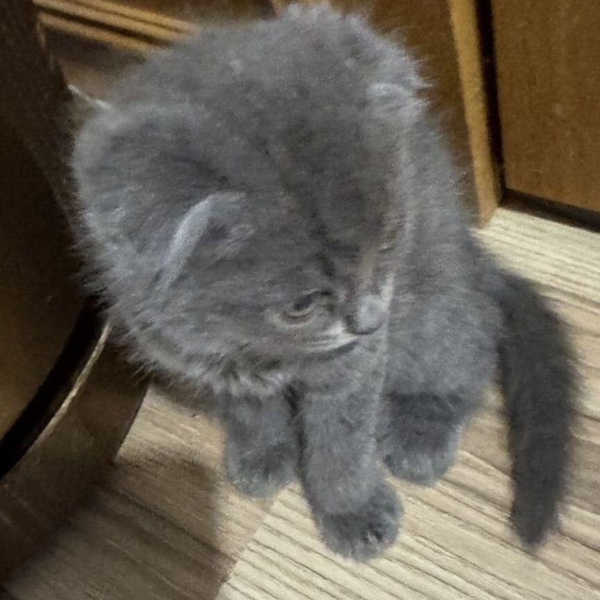 Шотландские котята