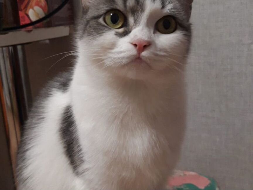 Кошка в дар бесплатно