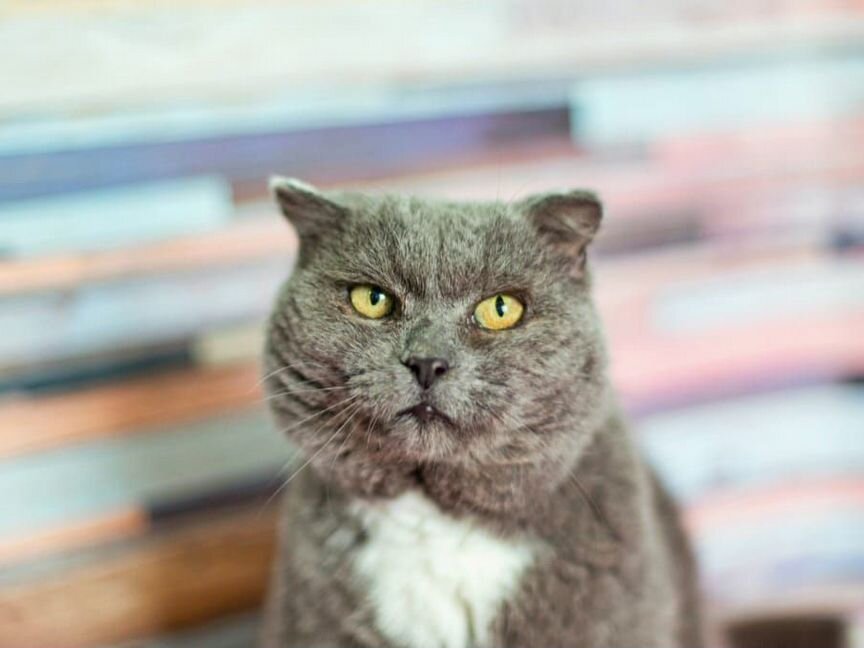 Алекс - кот, который повидал много бед
