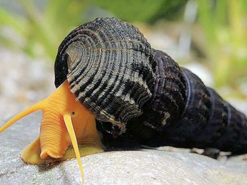 Улитка оранжевый кролик тиломелания (Tylomelania)