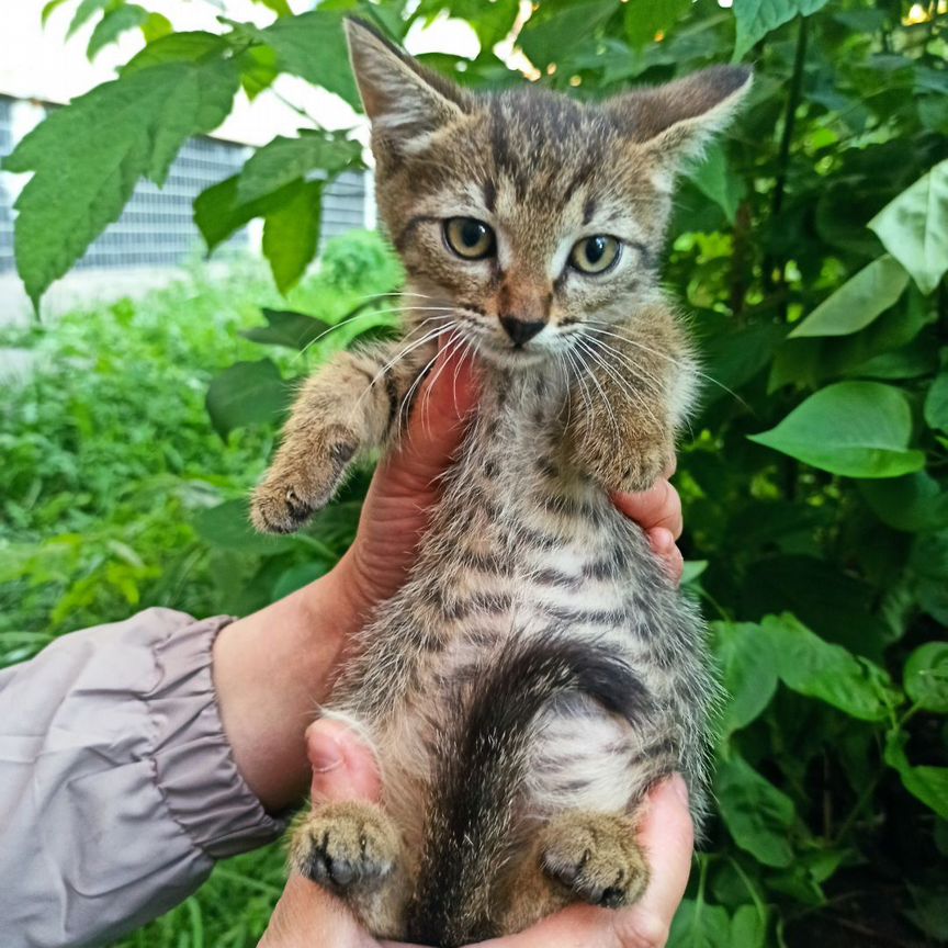 Котёнок Бакс