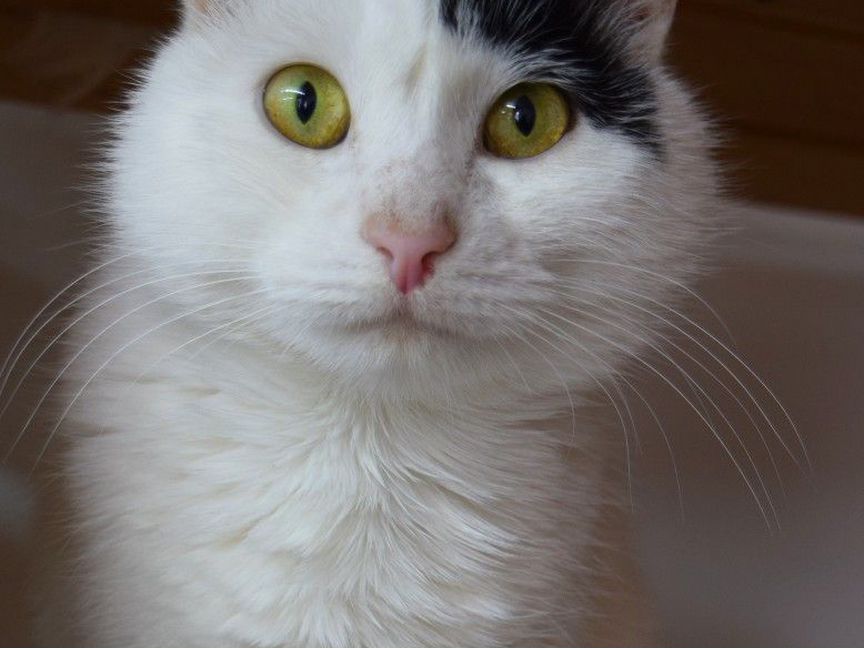 Кот хороший добрый очаровательный милый