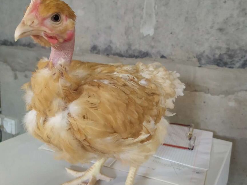 Цыплята голошейки подрощенные