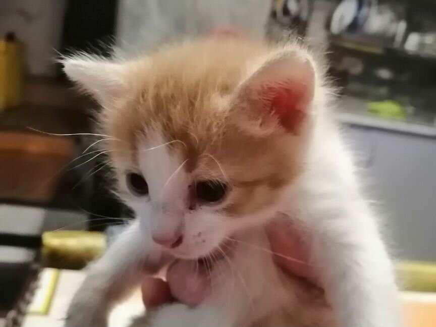 Кошка