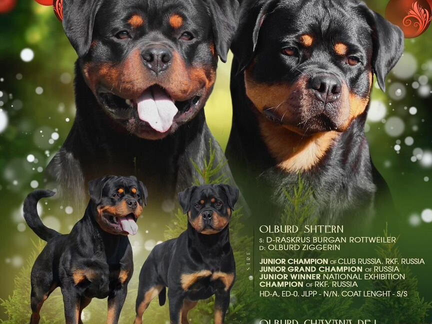 Щенки ротвейлера продажа