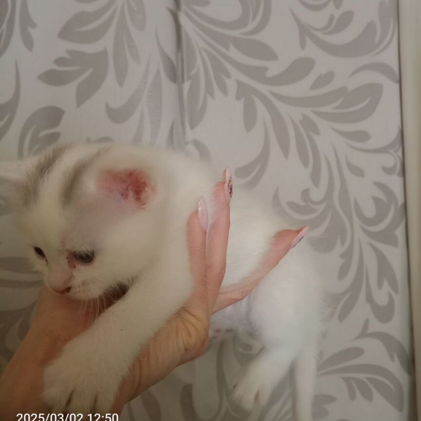 Котенок девочка в добрые руки. Родилась 1 февраля