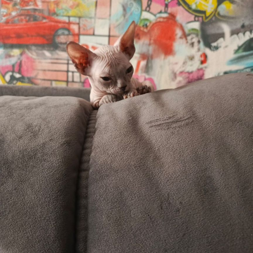 Отдам в добрые руки