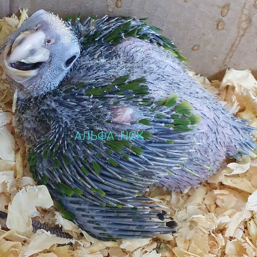 Птенец крупного попугая Амазон