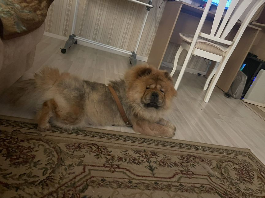Чау-чау девочка
