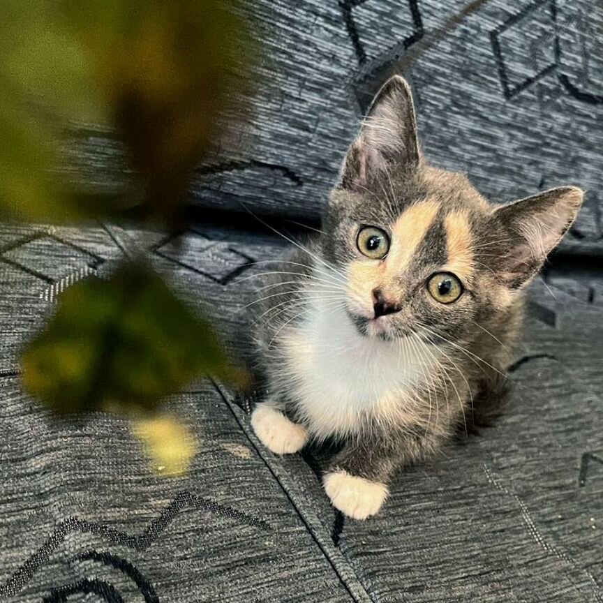 Котенок