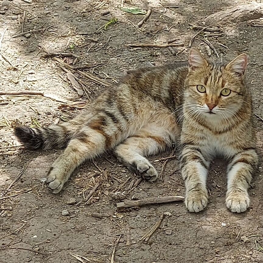 Предали кошку
