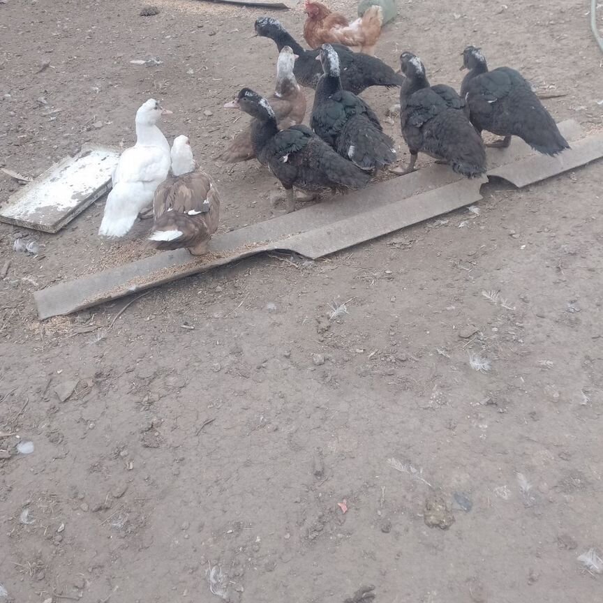 Индоутки