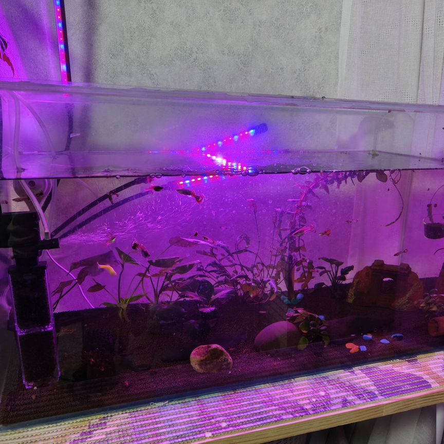 Аквариум запущенный с рыбами и живыми растениями