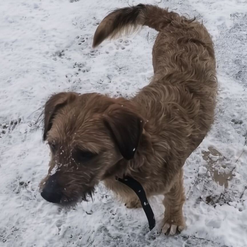 Взрослый пёс в добрые руки