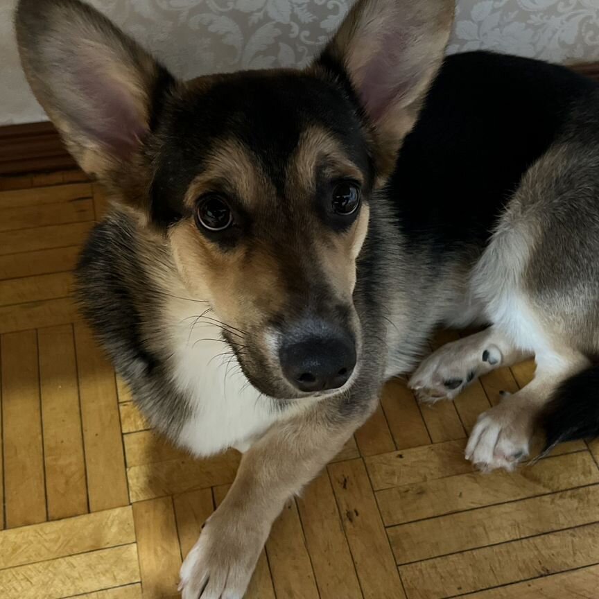 Отдам в добрые руки