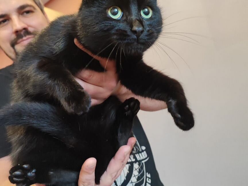 Кот мышелов