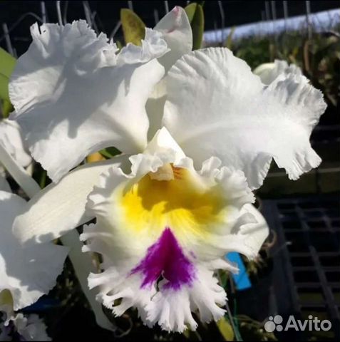 Огромная орхидея Каттлея Rlc. Liou Hope купить в Санкт-Петербурге ...
