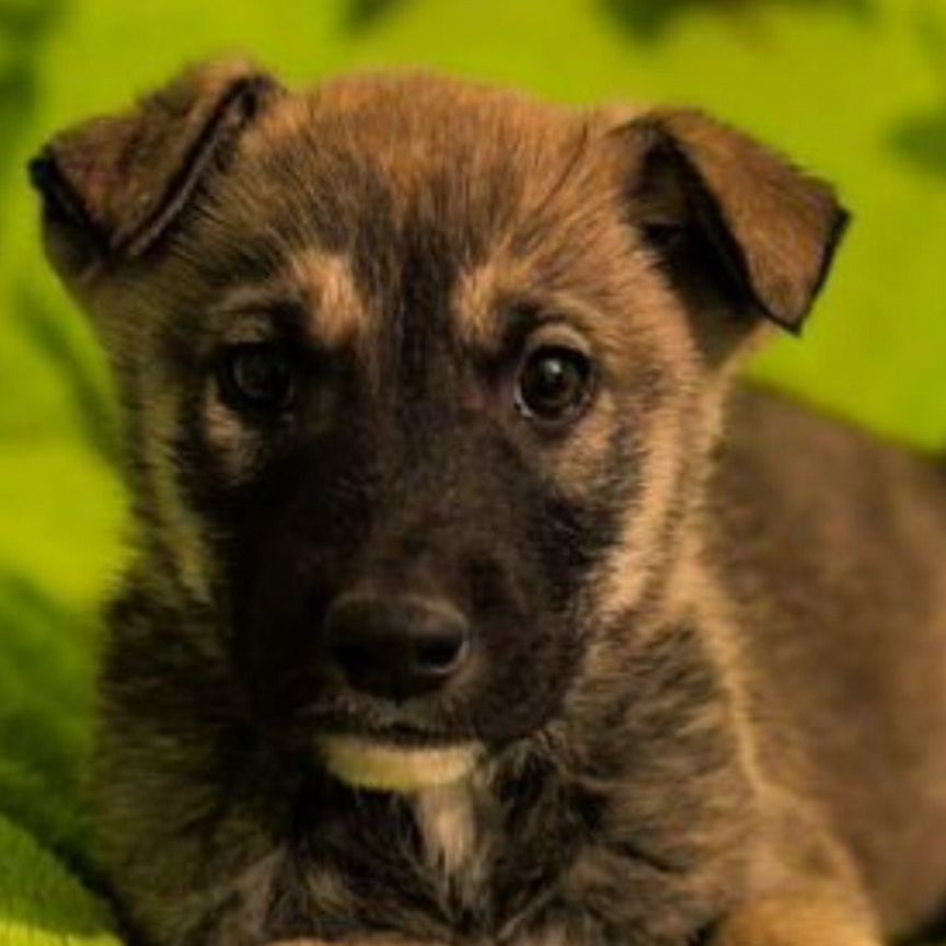 Щенок мальчик около 2х мес