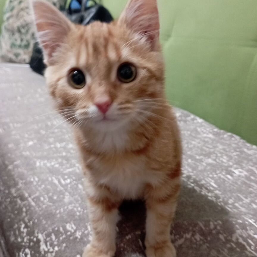 Рыжий котенок в добрые руки бесплатно