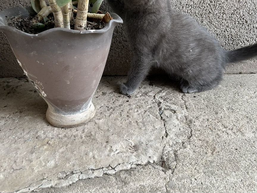 Мама и сынок ищет добрые оуки и сердца