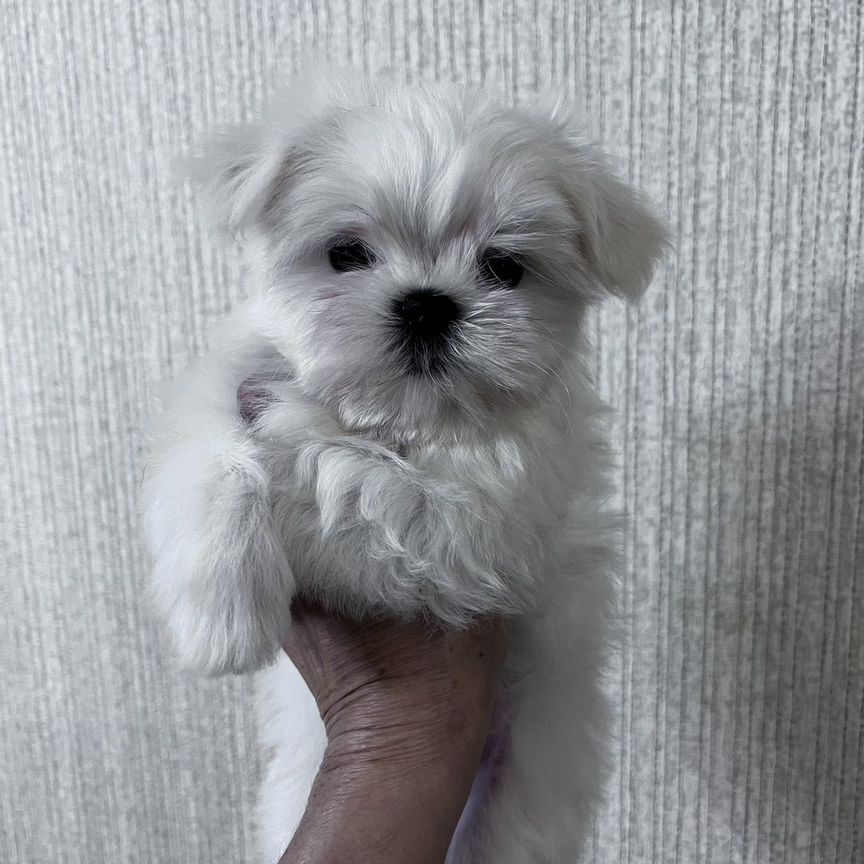 Мальтезе мальчик