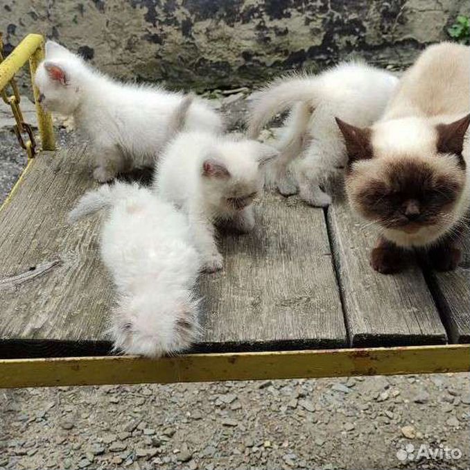 Шотландские вислоухие котята белые