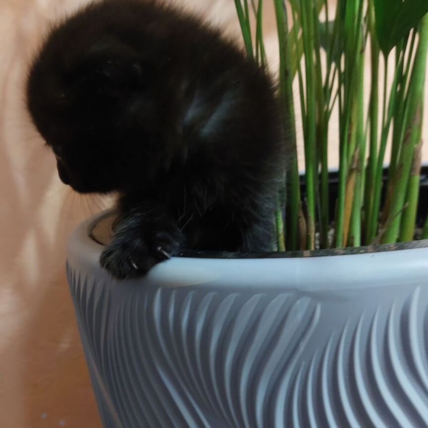 Шотландский вислоухий короткошёрстный котёнок