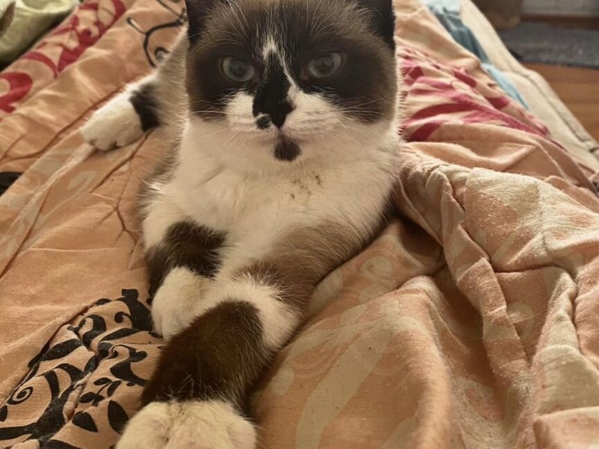 Сибирская кошка 1 год