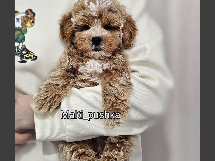 Мальтипу щенки