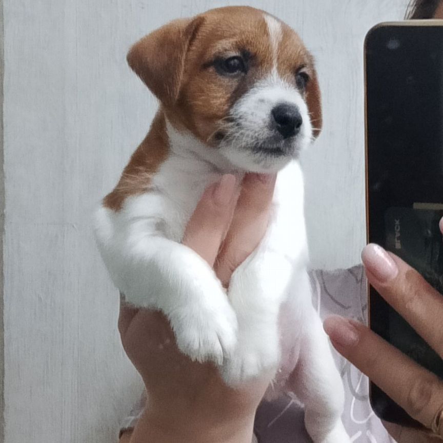 Джек-рассел-терьер, щенок