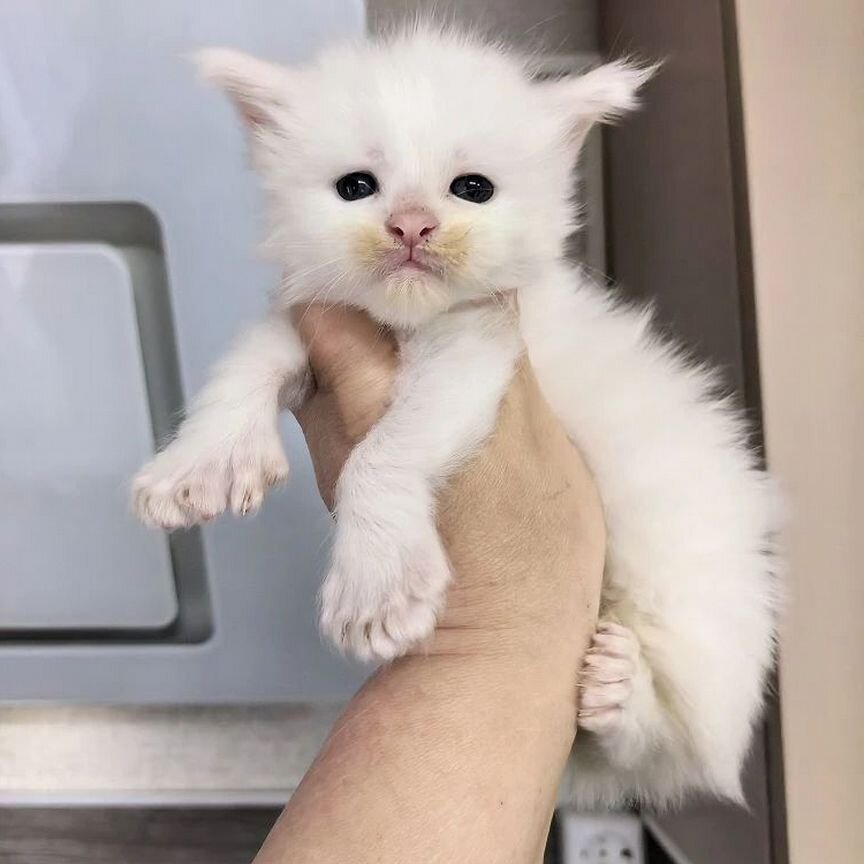 Мейн-кун котёнок