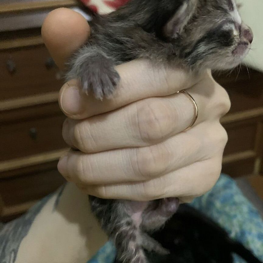 Котята (Малыши) отдадим В добрые руки