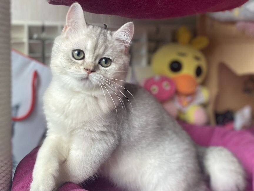 Серебристая шиншилла кот Микки Маус