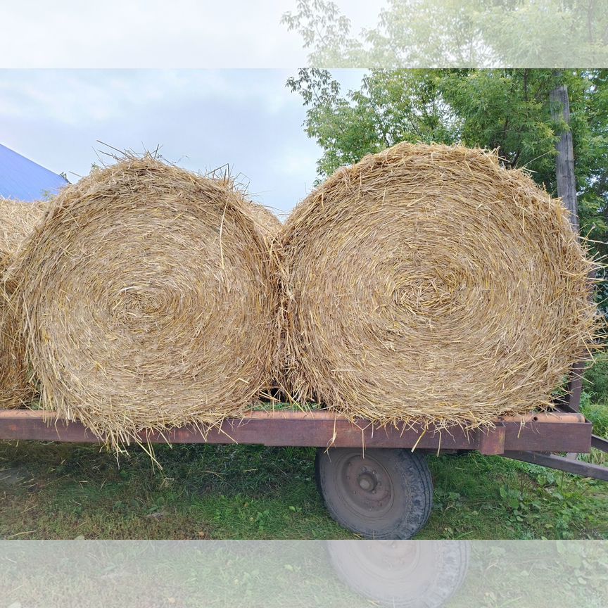 Сено и солома в рулонах