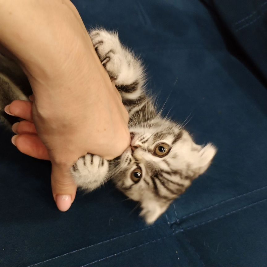 Котенок