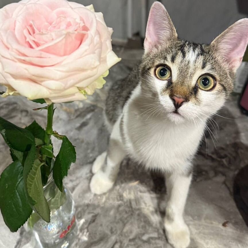 Котёнок в добрые руки