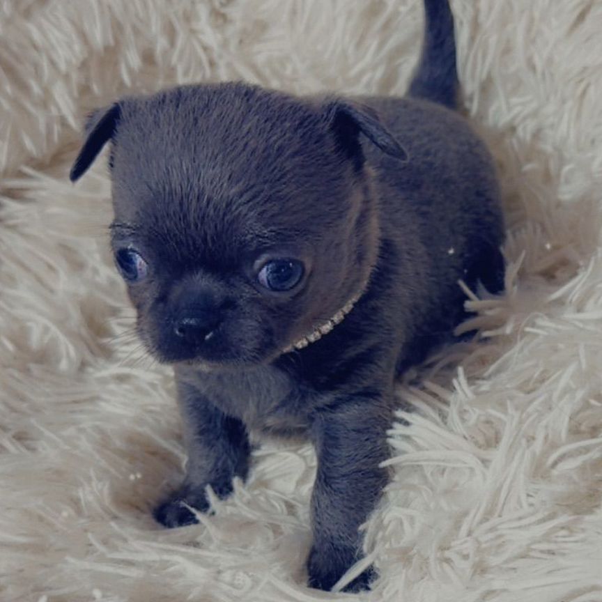 Чихуахуа мини очень шикарный