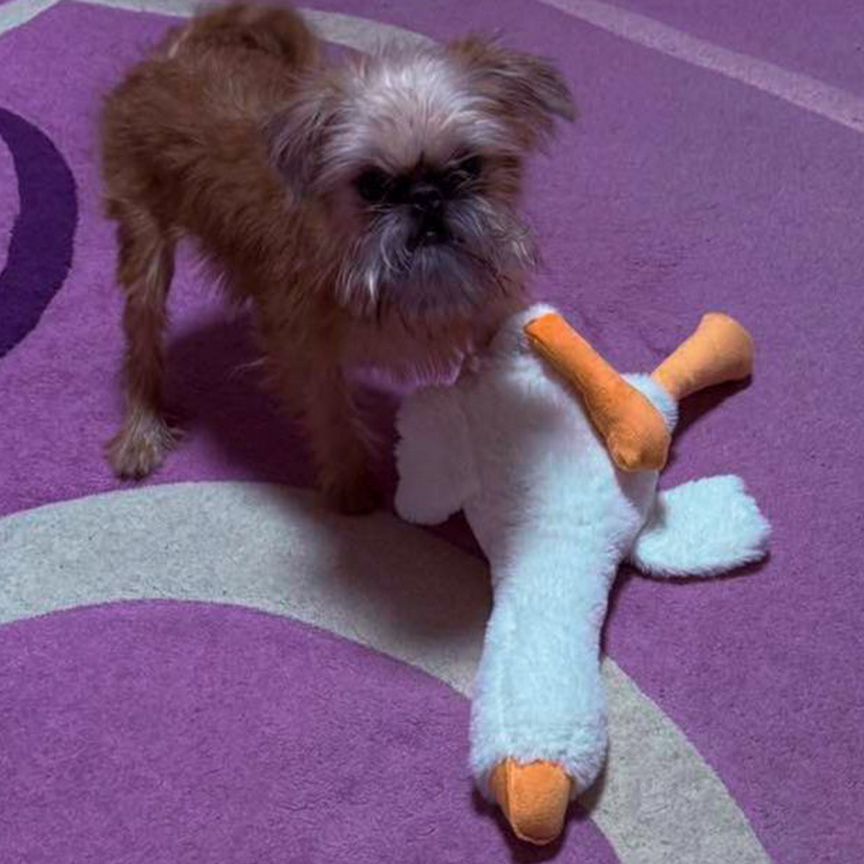 Брюссельский гриффон, щенок