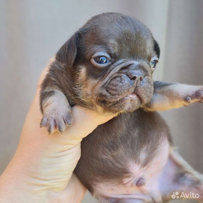 Французский бульдог Кокао мальчик