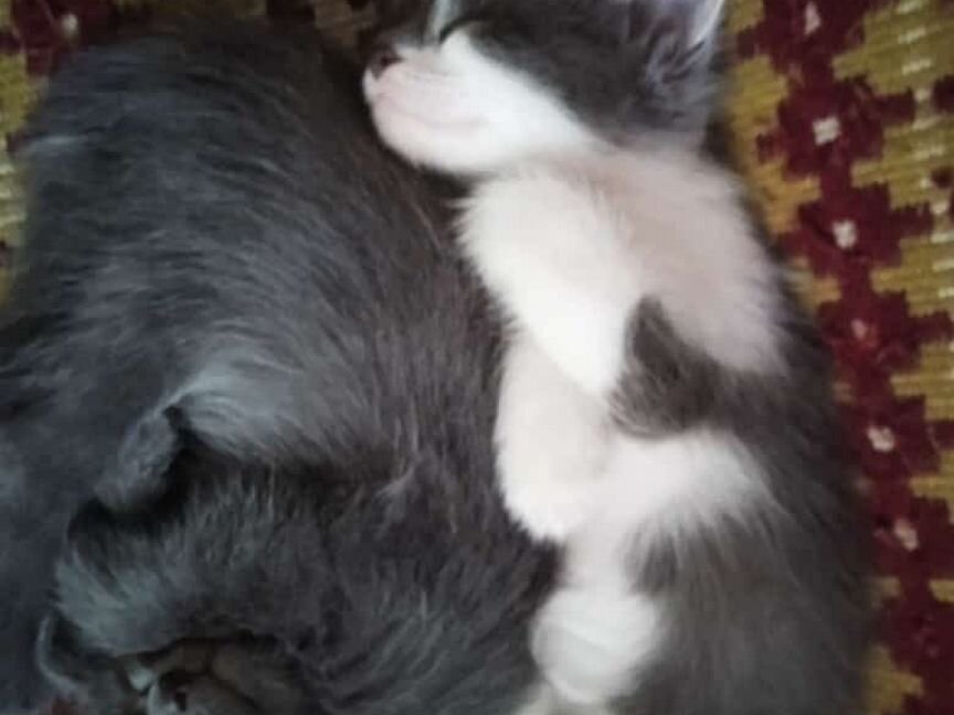 Симпатичгые котятки ждут своих хозяев